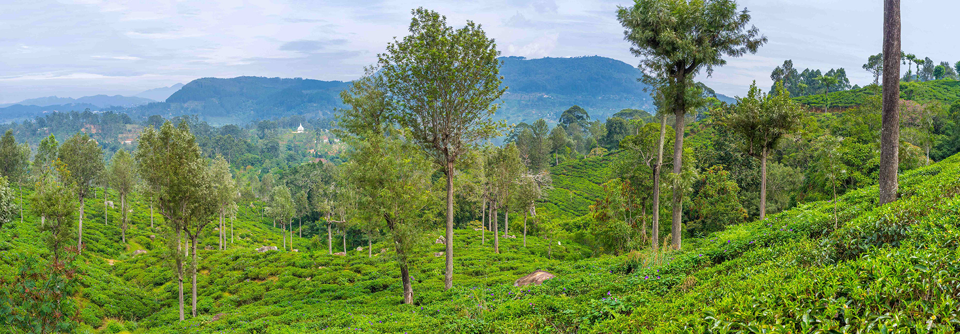Zaid Tea | About Ceylon Tea